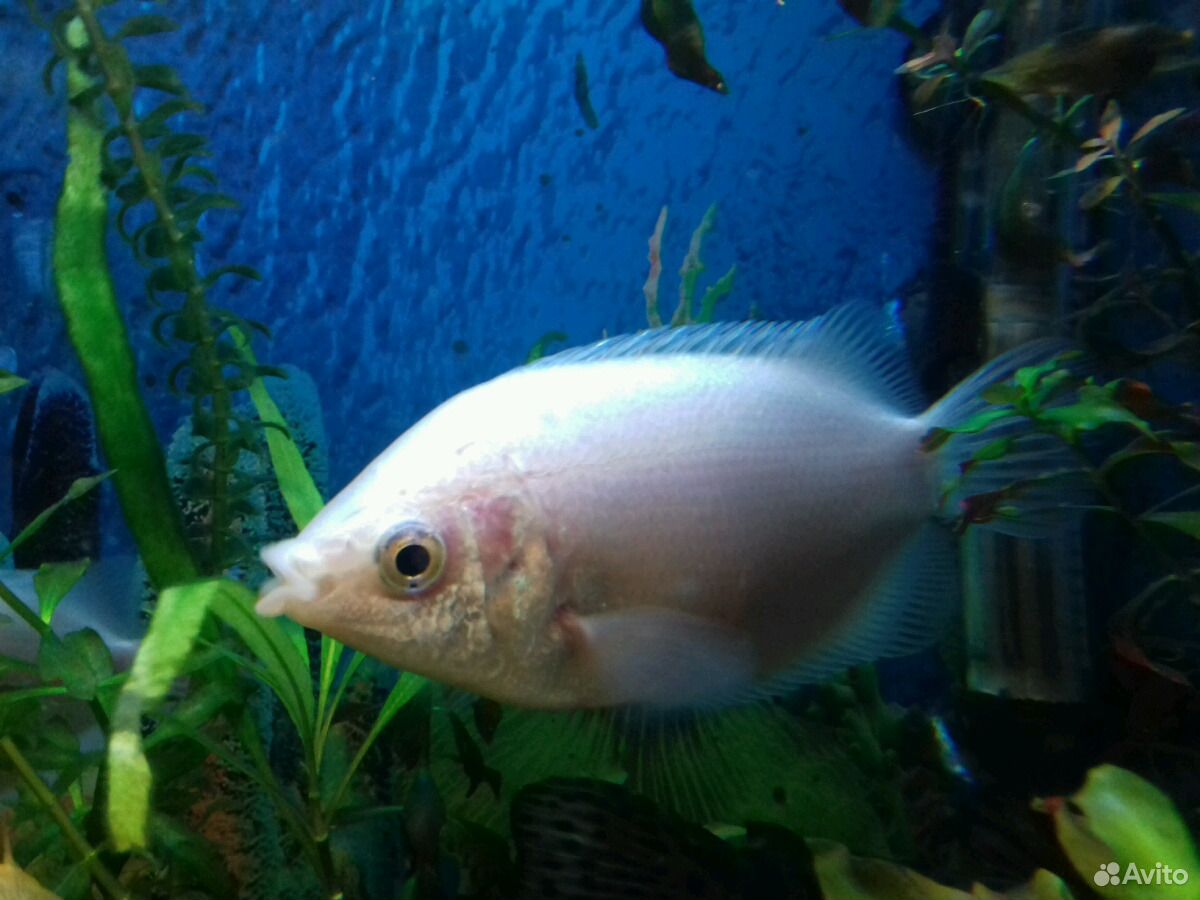 Рыбки гурами целующиеся