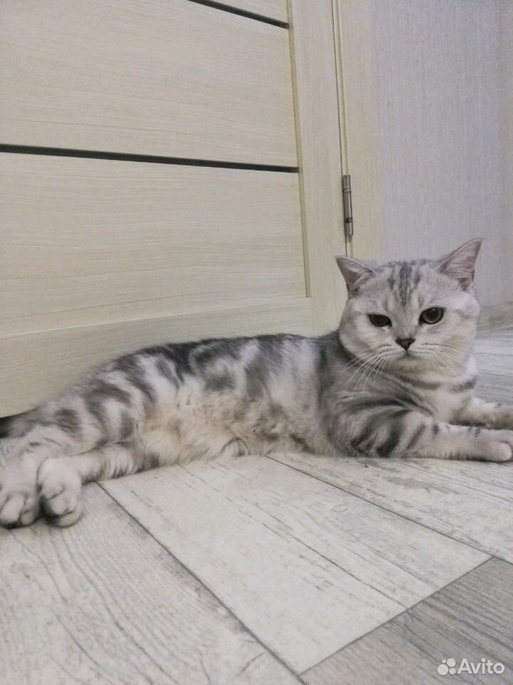 Кот на вязку