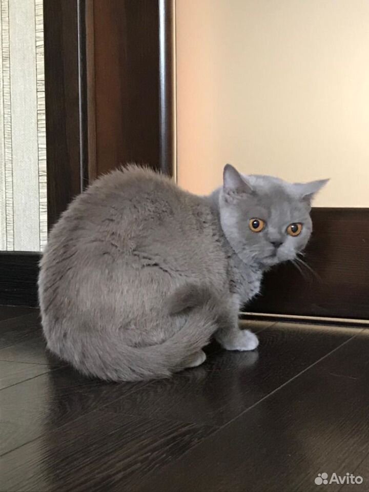 Шотландка Кузина