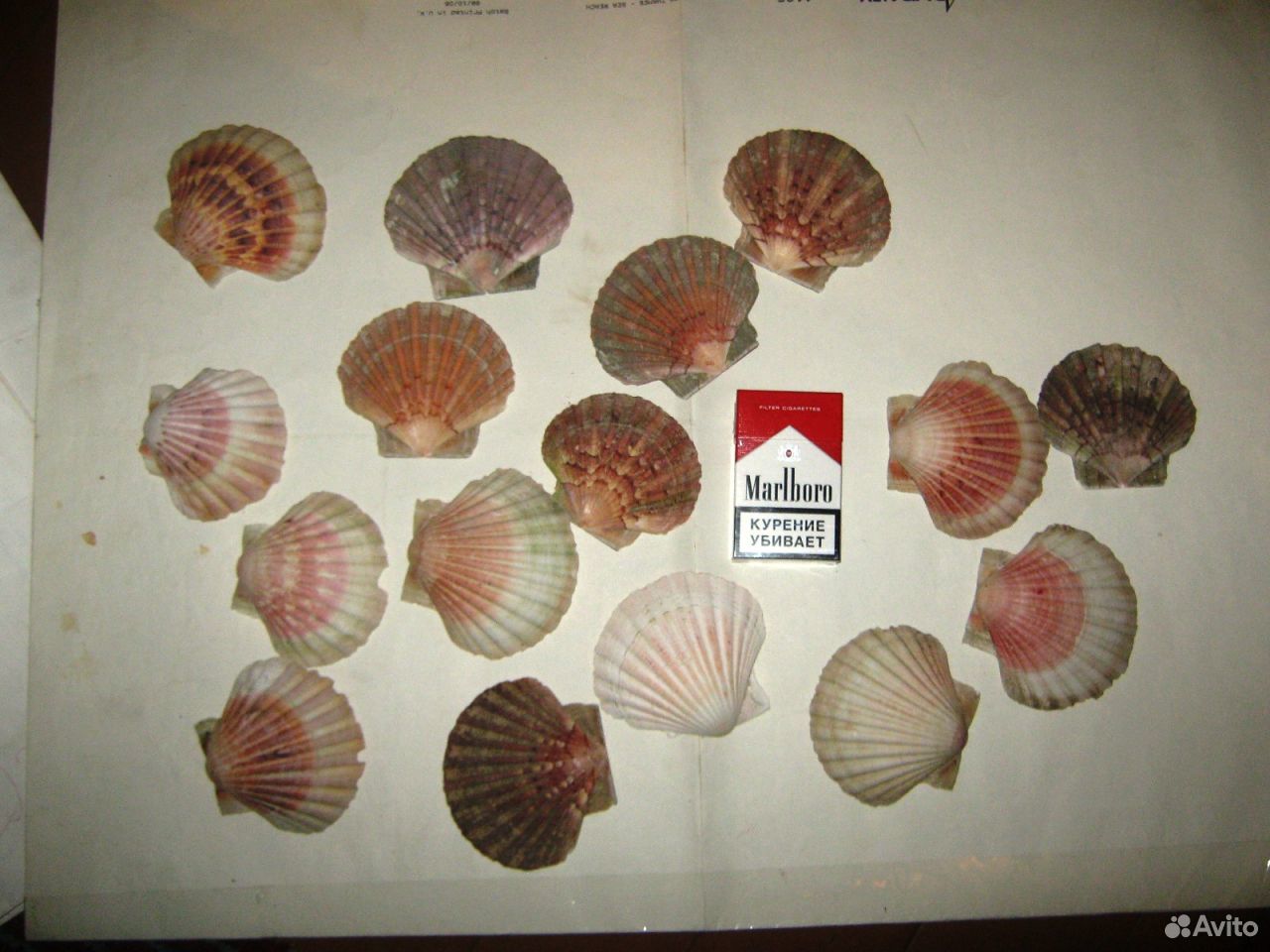 Ракушки морские