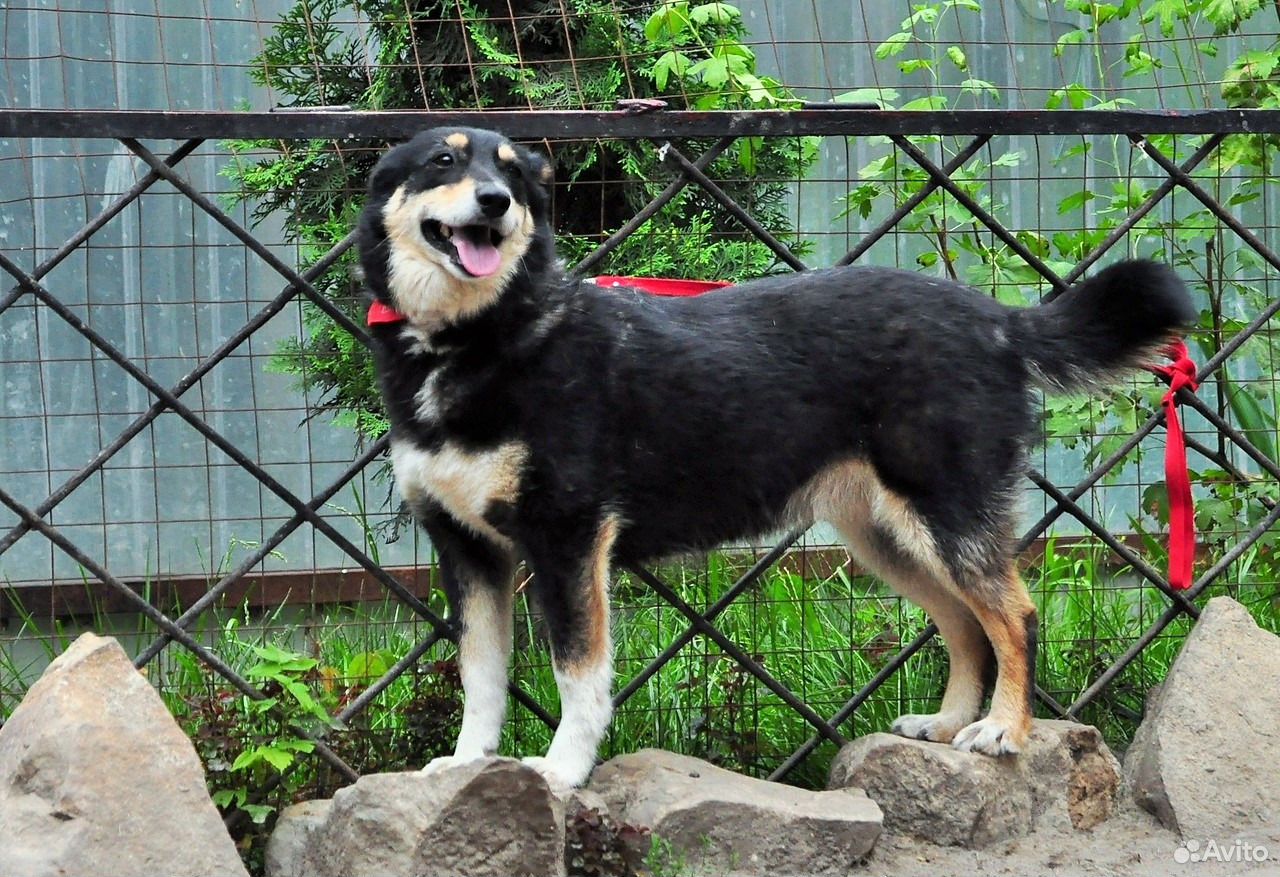 Собака Клепа ищет семью