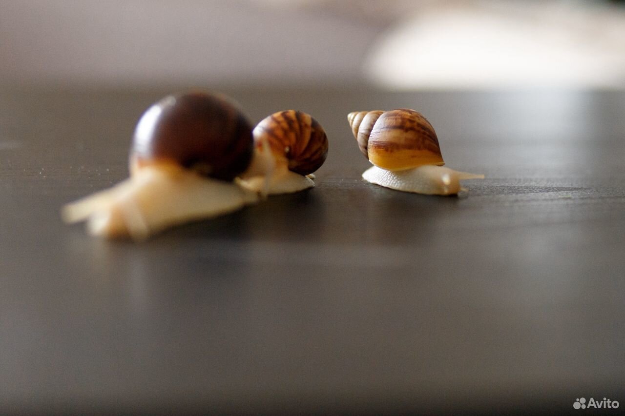 Улитки Ахатины Альбиносы малыши