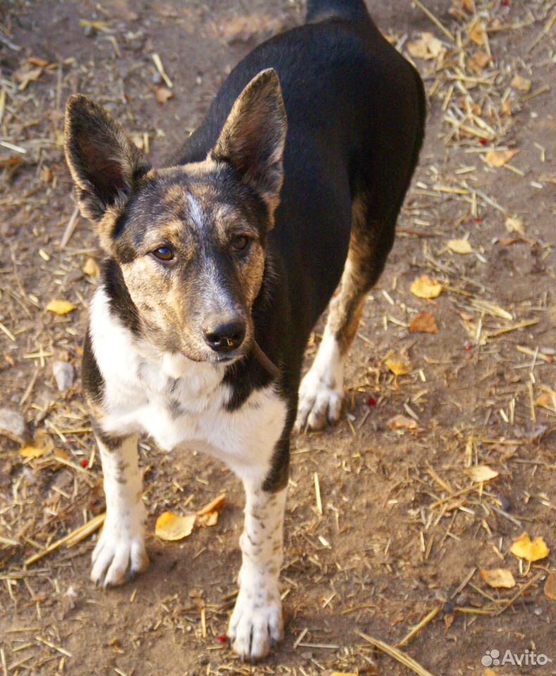 Позитивная красотка Кнопка