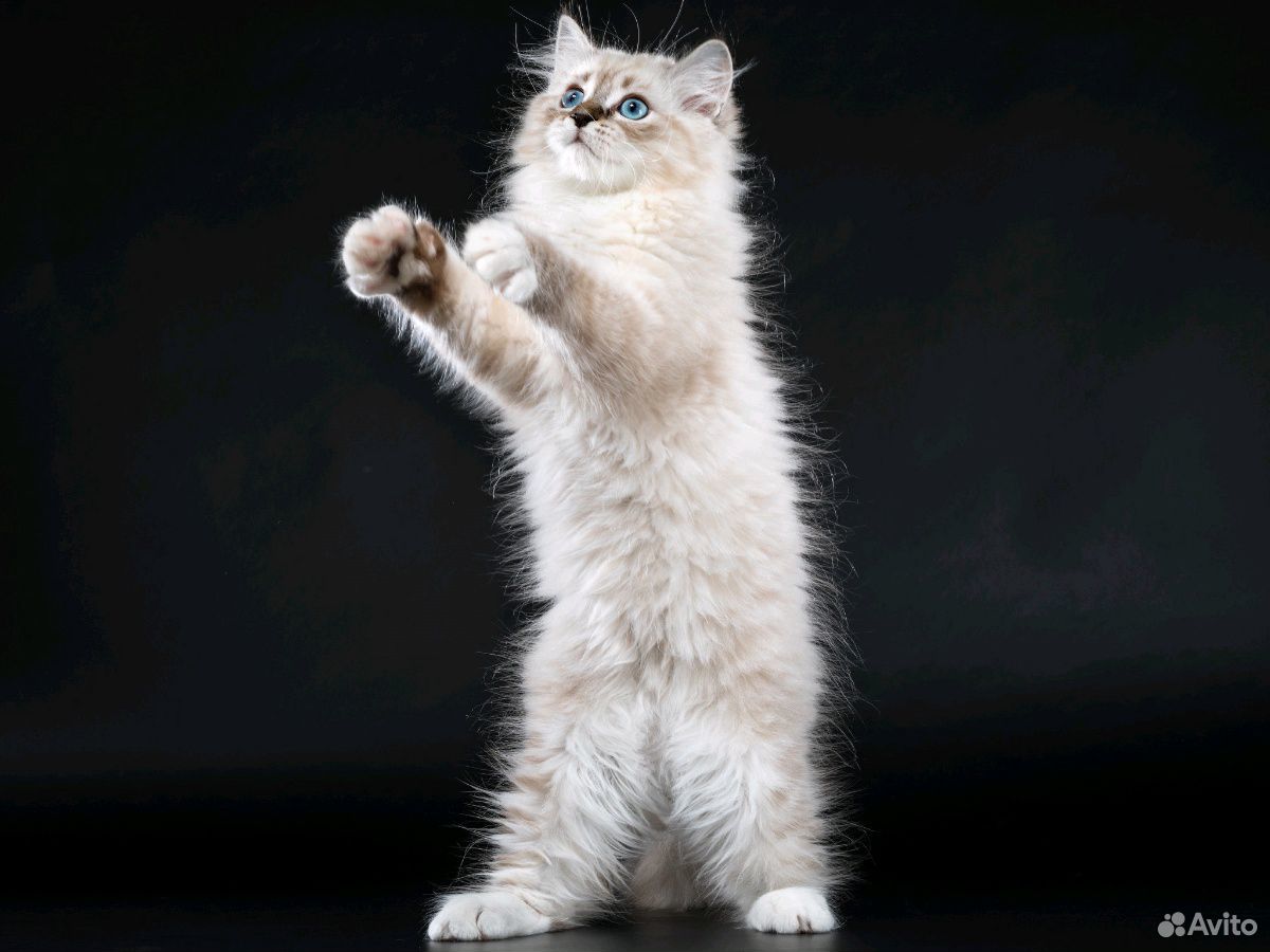 Котята невачки