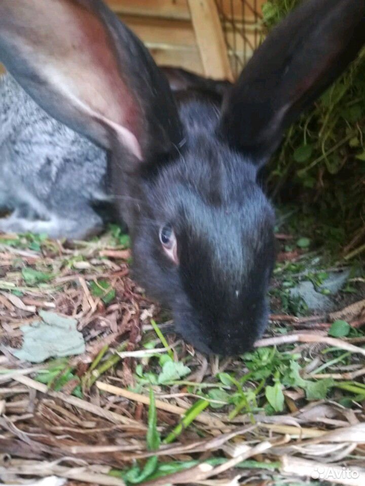 Продаются кролики и крольчата