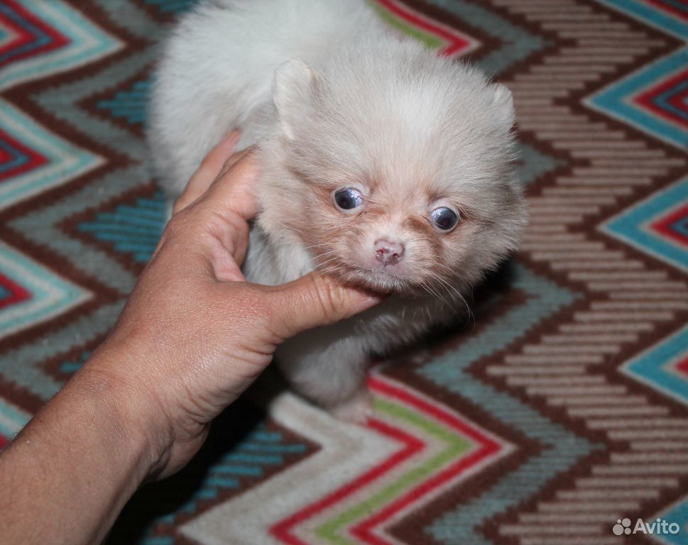 Помка лиловый патиколор Юсенька