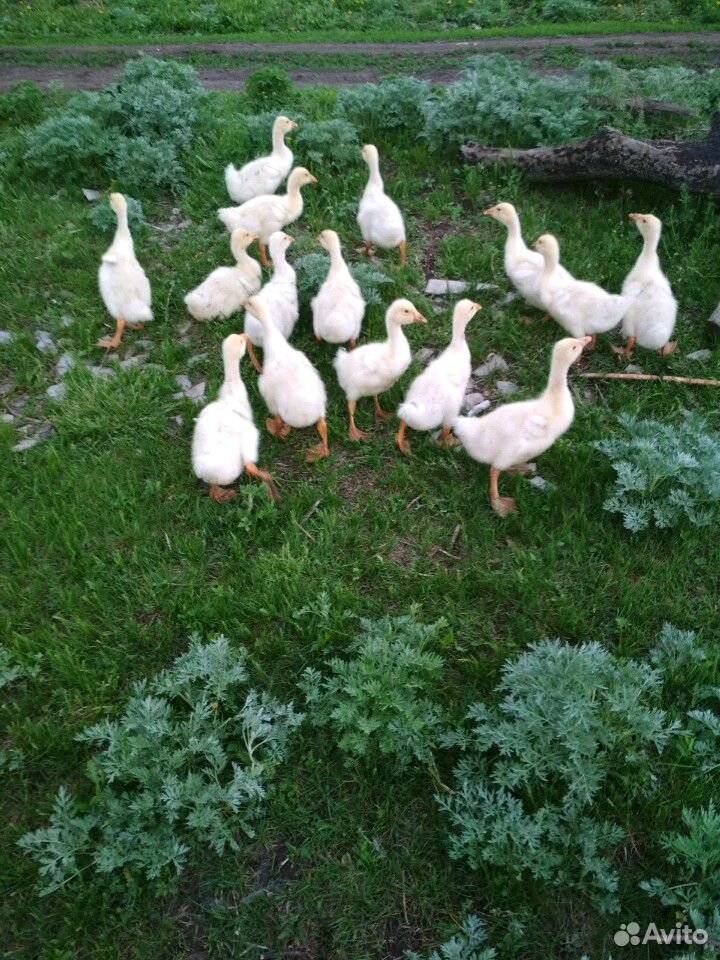 Домашняя птица: куры, гуси, утки Мулард