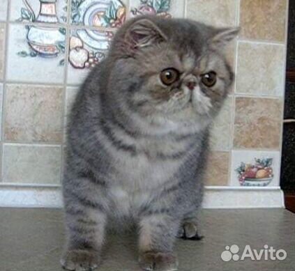 Плюшевый котенок экзотический