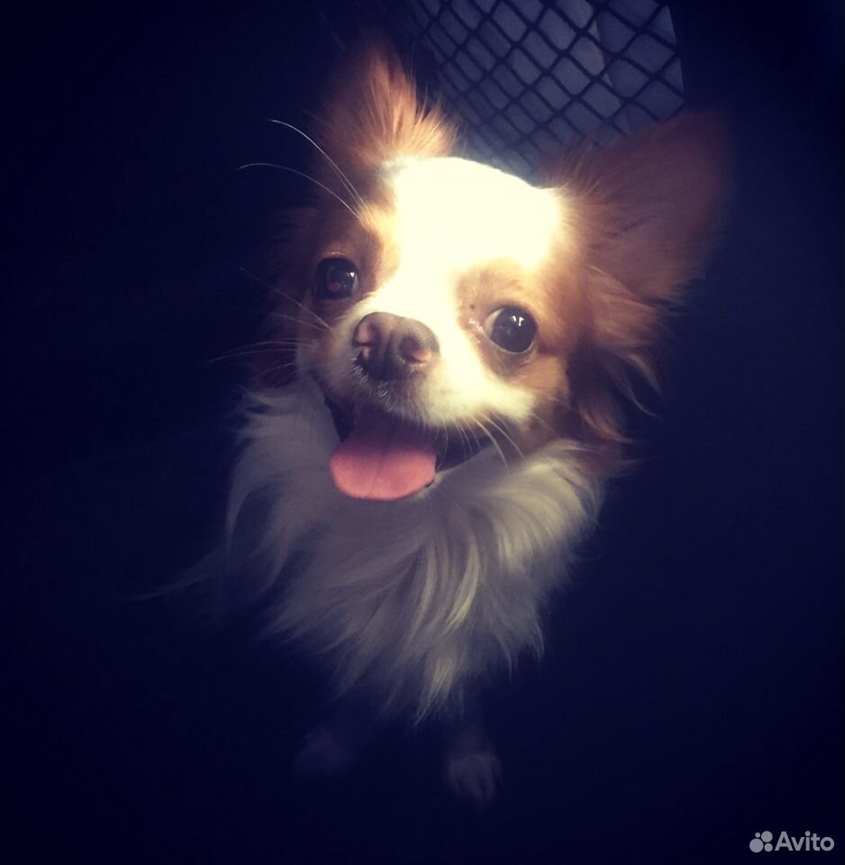 Чихуахуа вязка