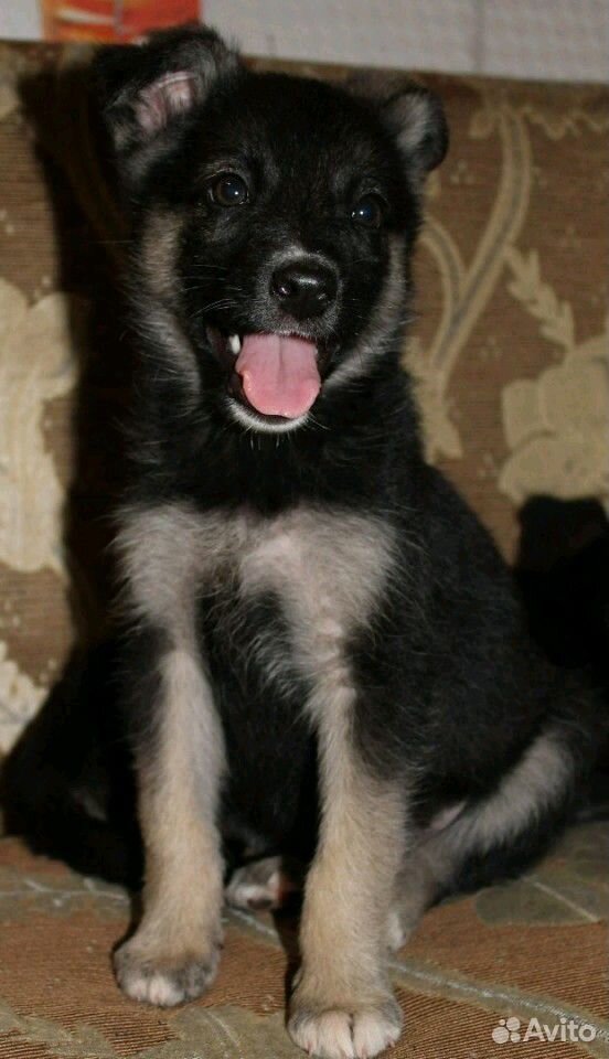 Овчаристые малыши в дар