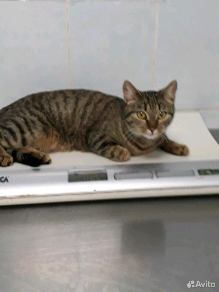 Супер кошечка Мария