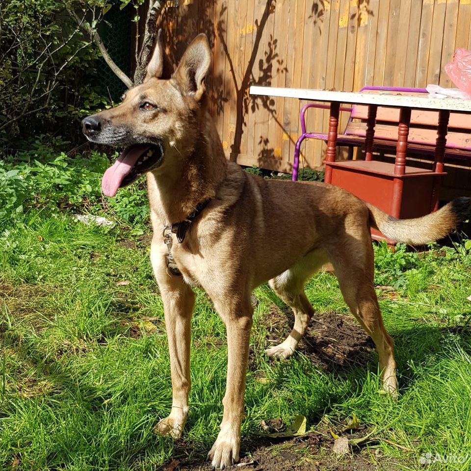 Эльза в дар