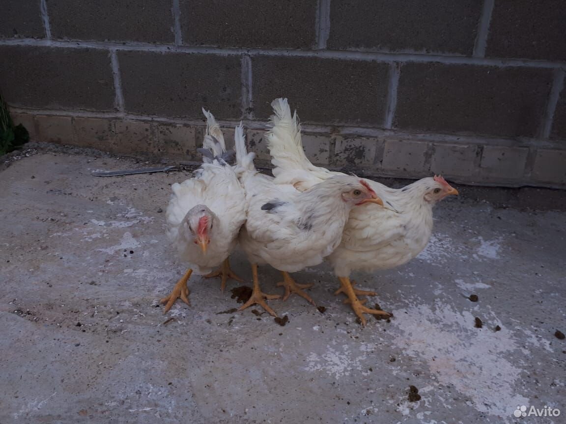 Куры Оптом Молодки