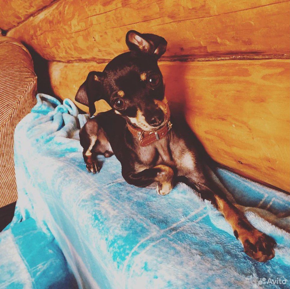 Жених риччи