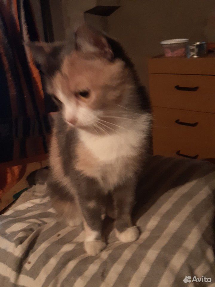 Трехцветная молодая красотка на счастье