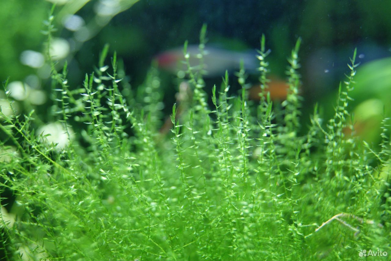 Мох Креветки