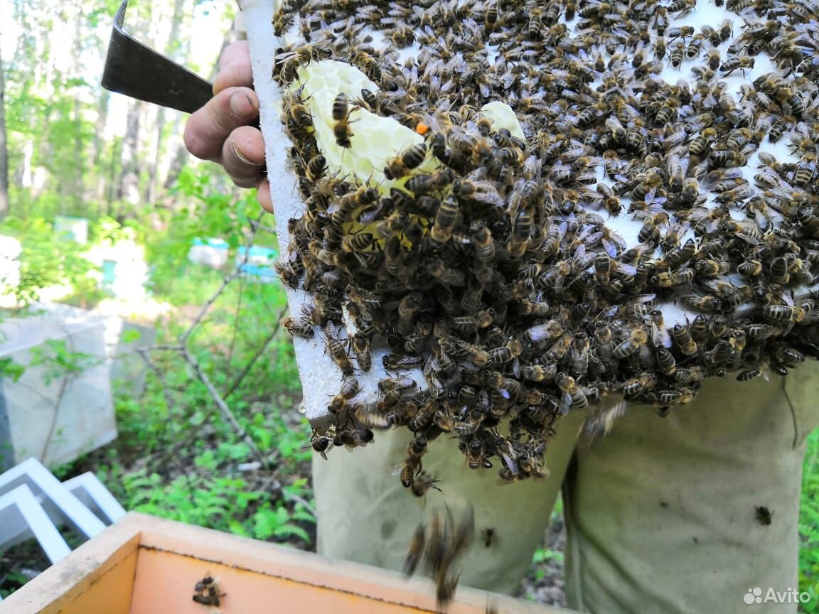 Среднерусские пчелы, добрые