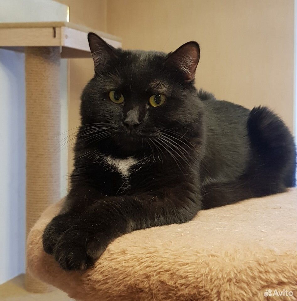 Феломена-кошечка из приюта отдаётся по договору