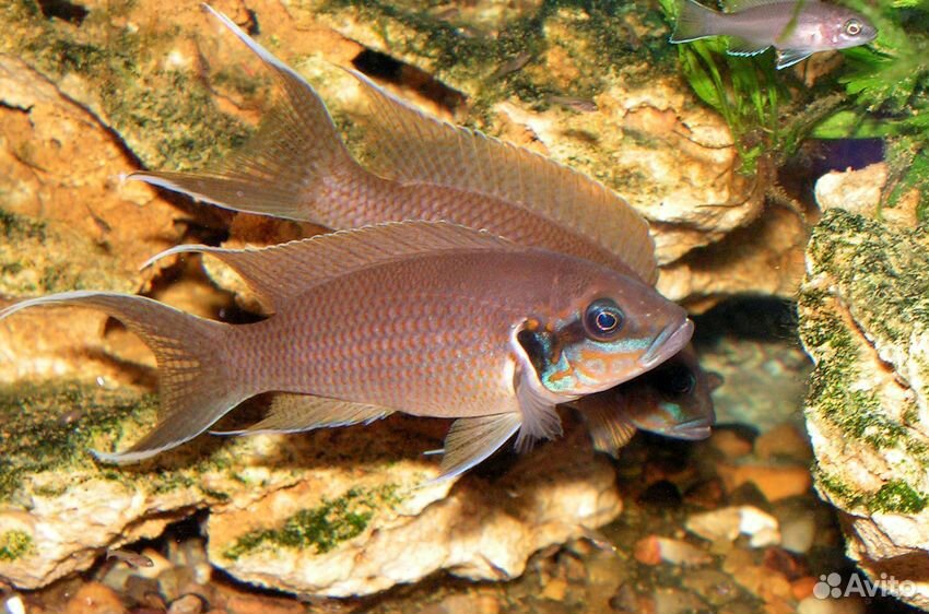 Аквариумные рыбки и оборудование