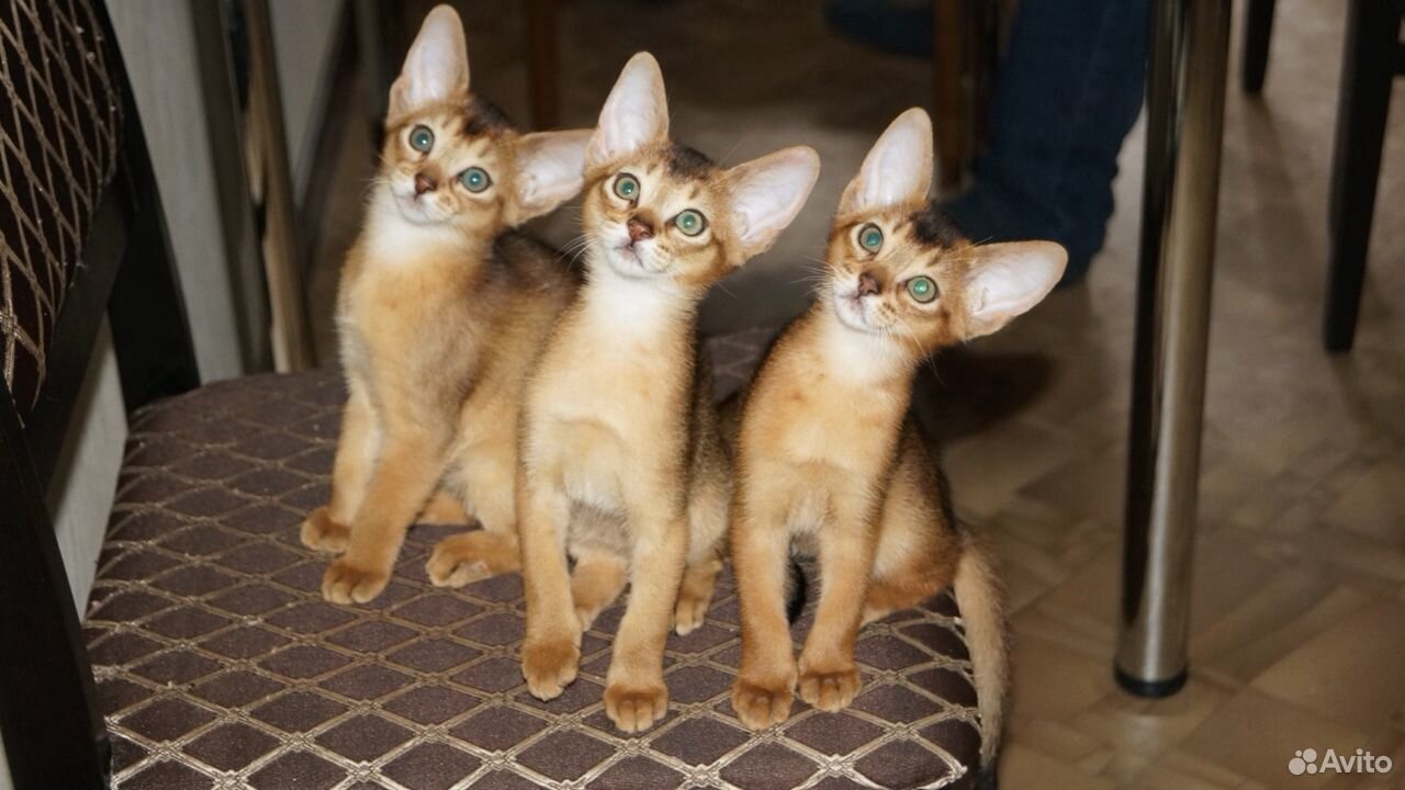 Котята аби в Казани