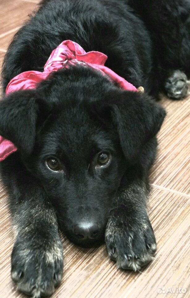 Девчуля 4 мес