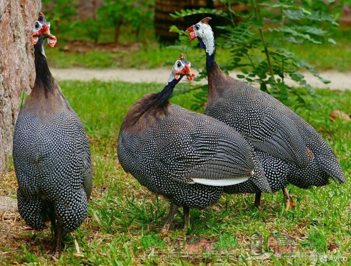 Цесарки куры утки перепела