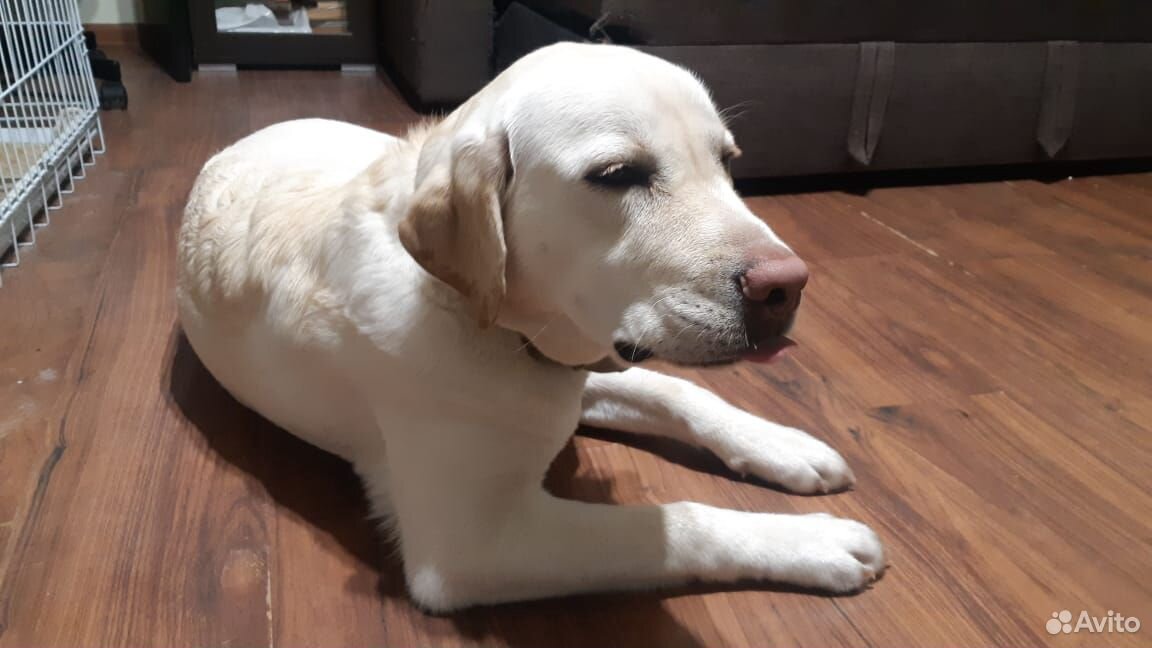 Собака лабрадор