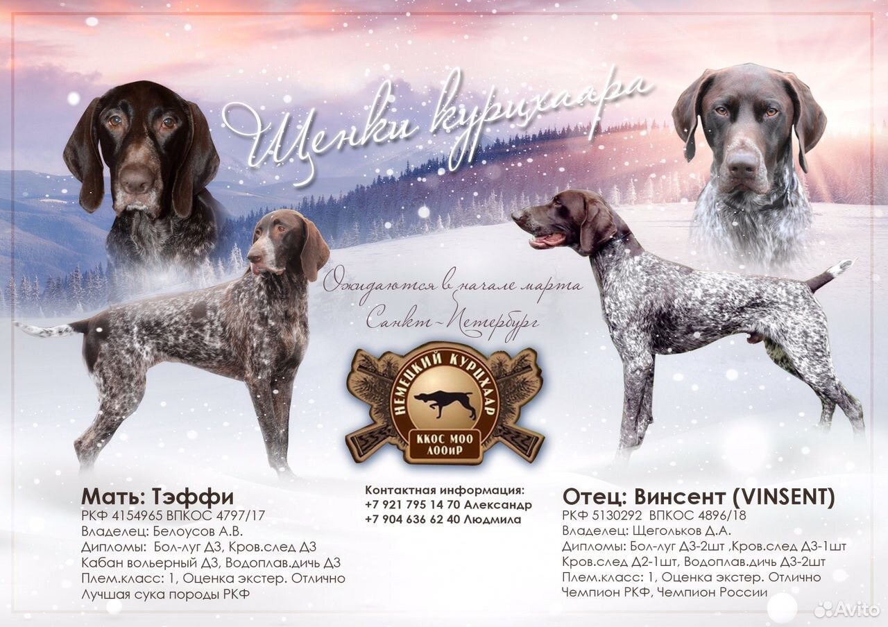 Щенки курцхаара