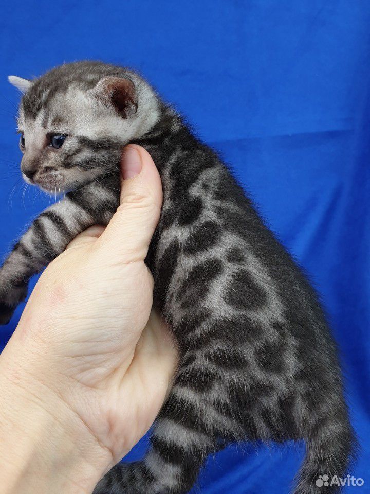 Бенгальские котята (девочки и мальчики)