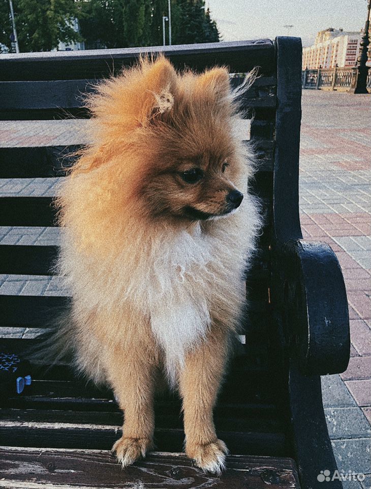 Немецкий шпиц вязка