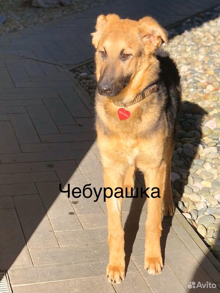 Собачка в добрые руки