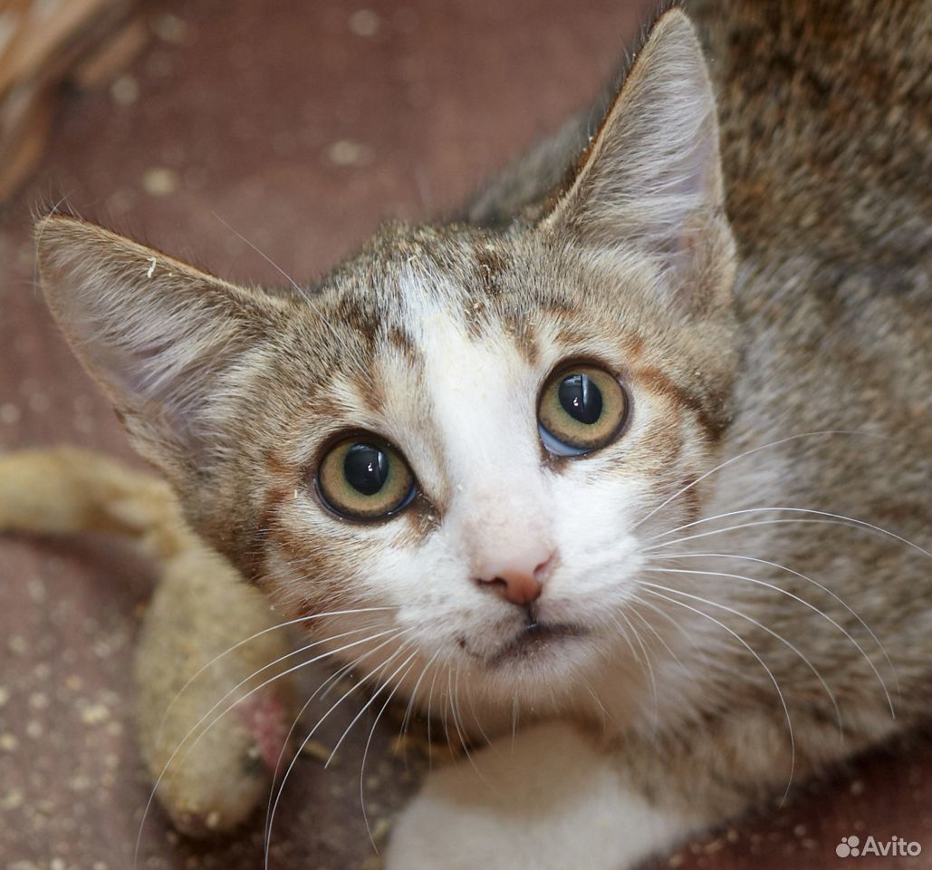 Кошка без хвостика