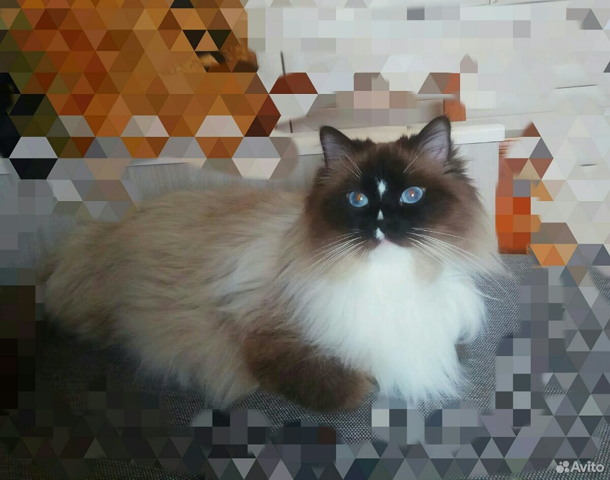 Котик Рэгдолл 1 год и 10 мес