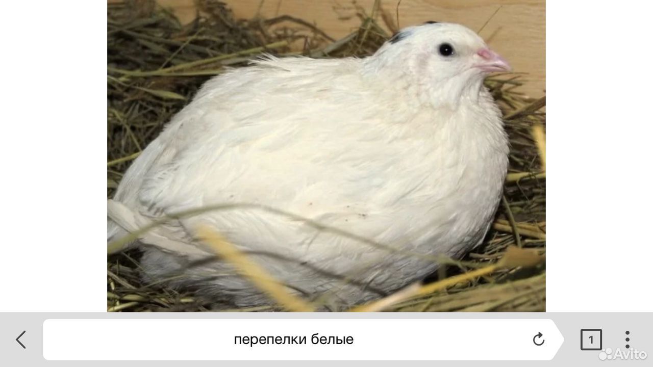 Подращенные и суточные перепела