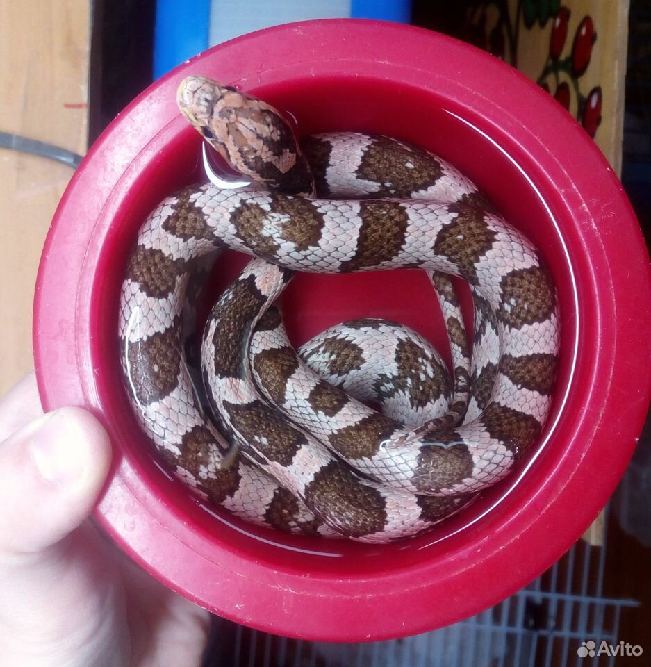 Змея маисовый полоз