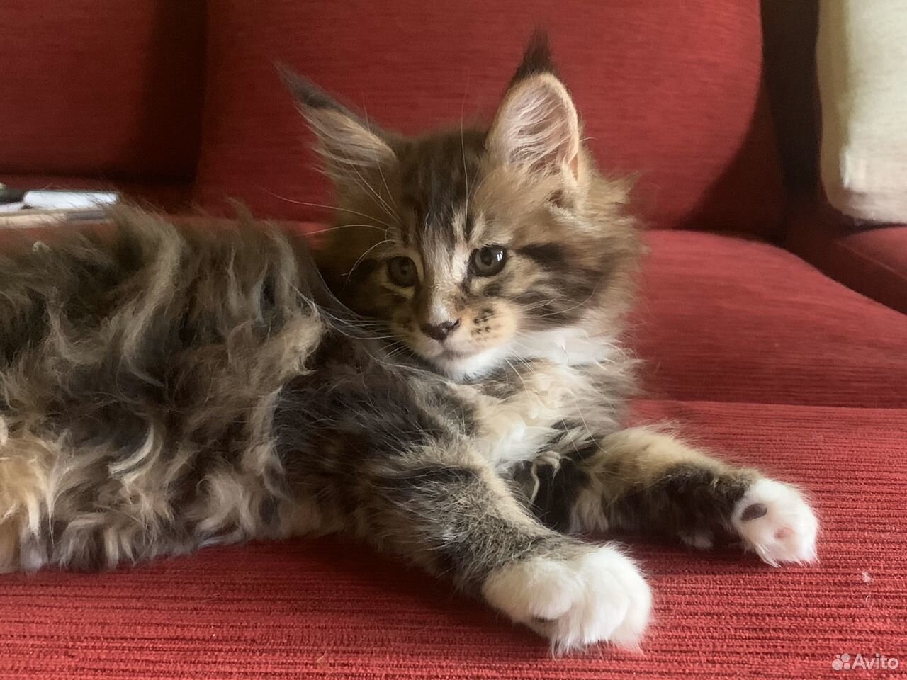 «Лесной» мальчик- красавец и ласкун. Доставка