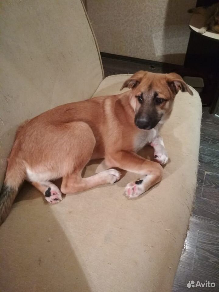 Рокки ищет дом