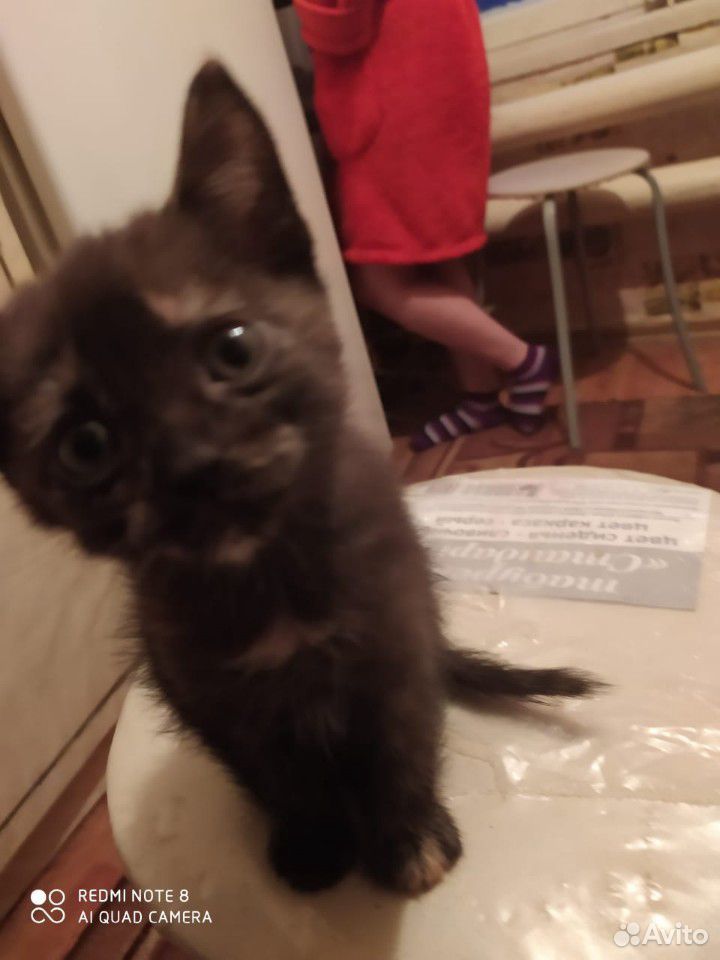 Котята трёхцветные и черный