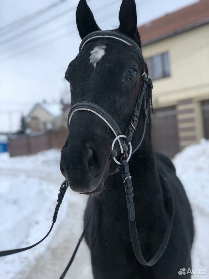 Жеребец полукровный продажа аренда