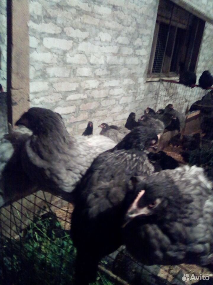 Курочка Доминант подрост 2мес голубой рыжий бурый