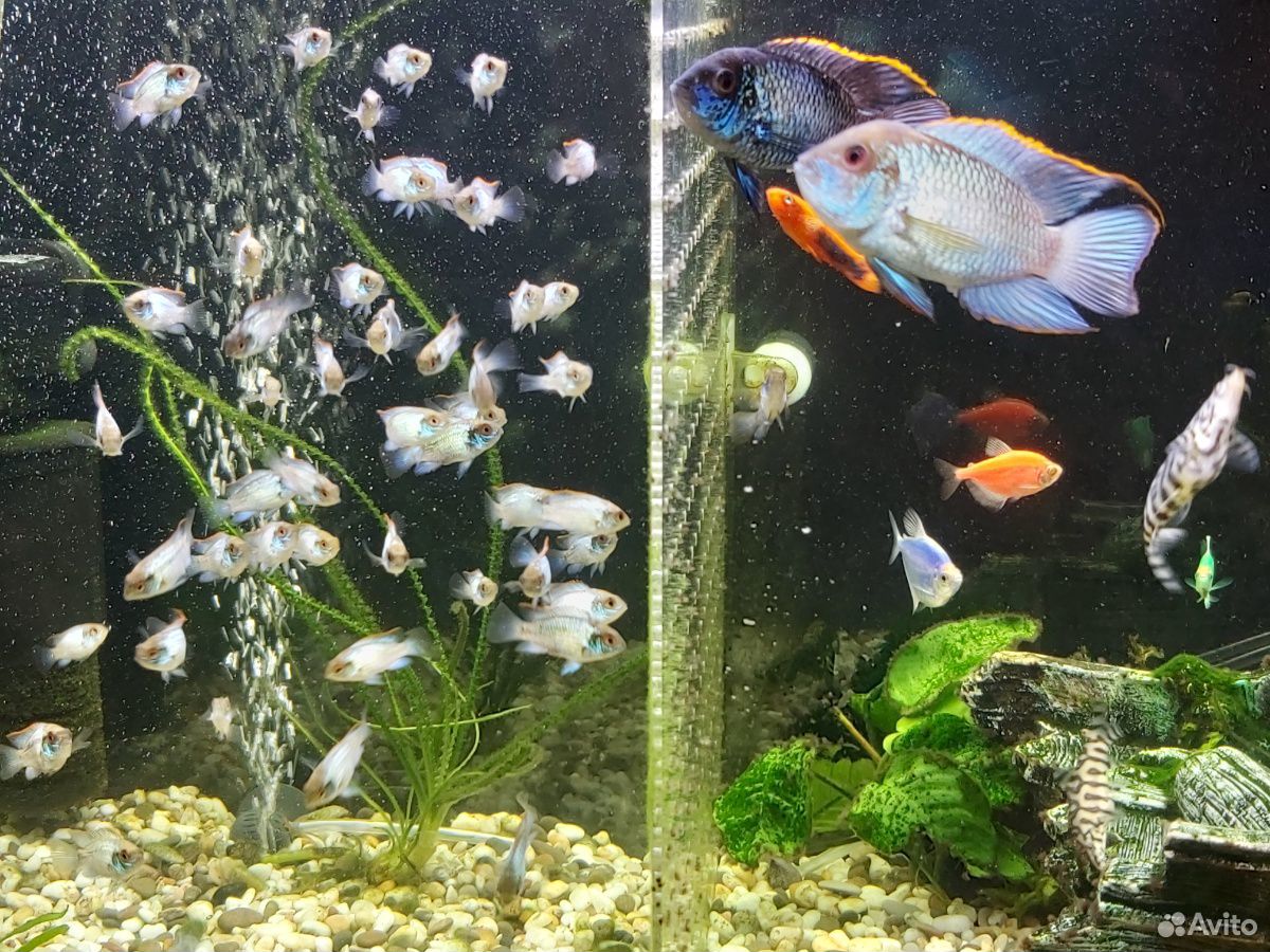 Наннакара мальки 3 месяца