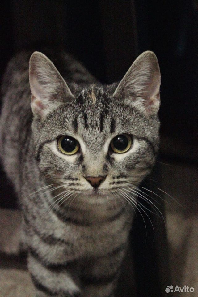 Кошечка, 8 месяцев