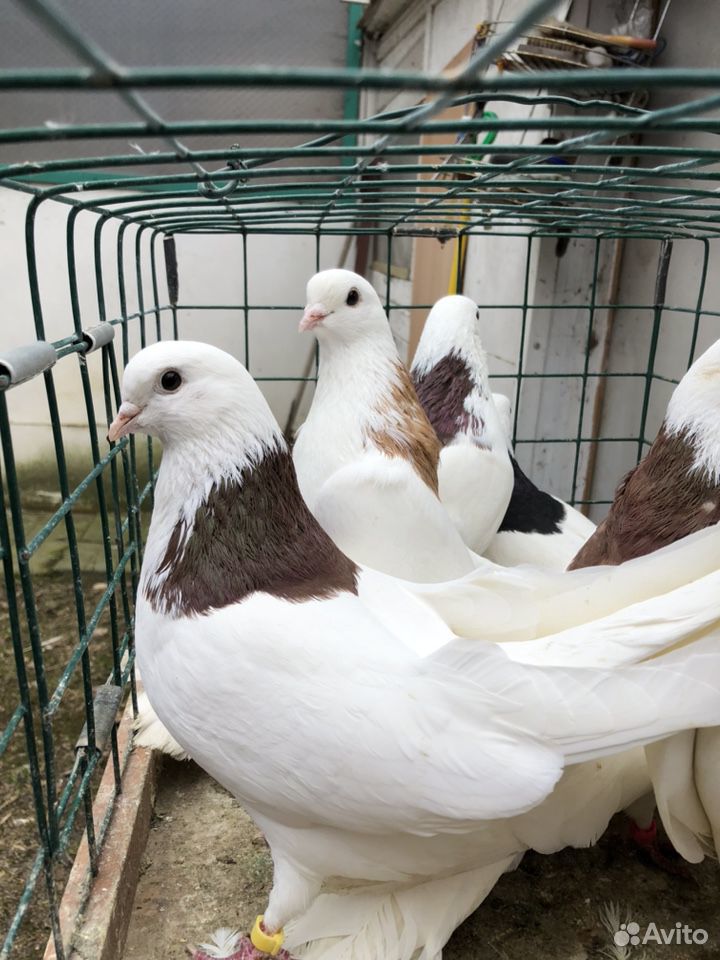 Ижевские высоколетные голуби