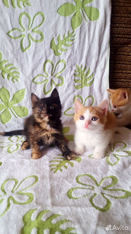 Кошка