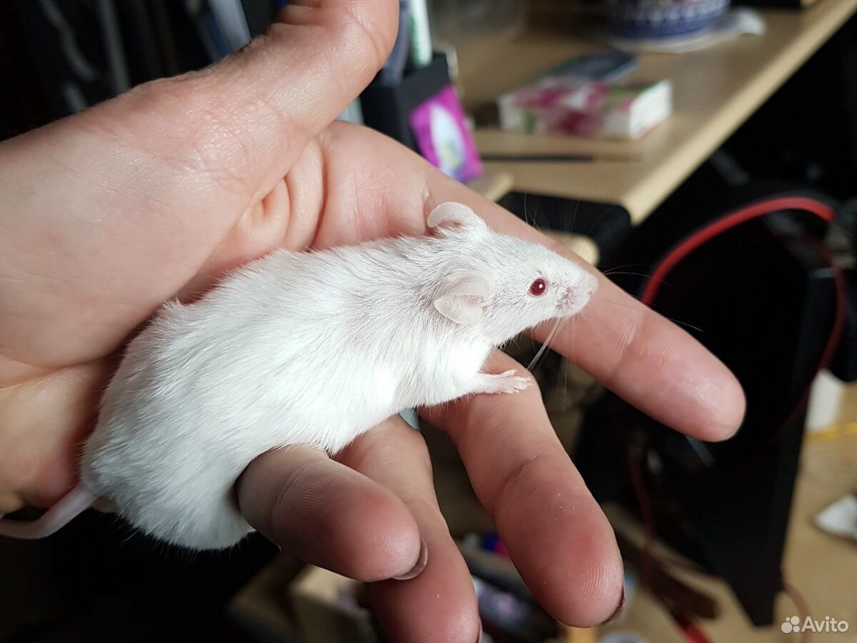 Мышки кормовые