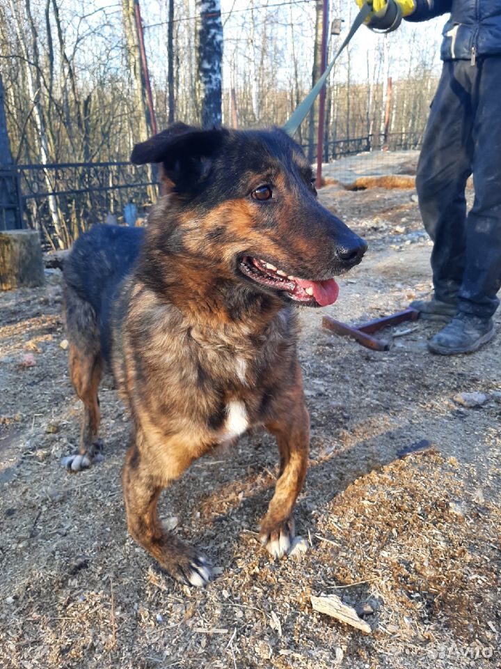 Собака, которой очень нужен дом