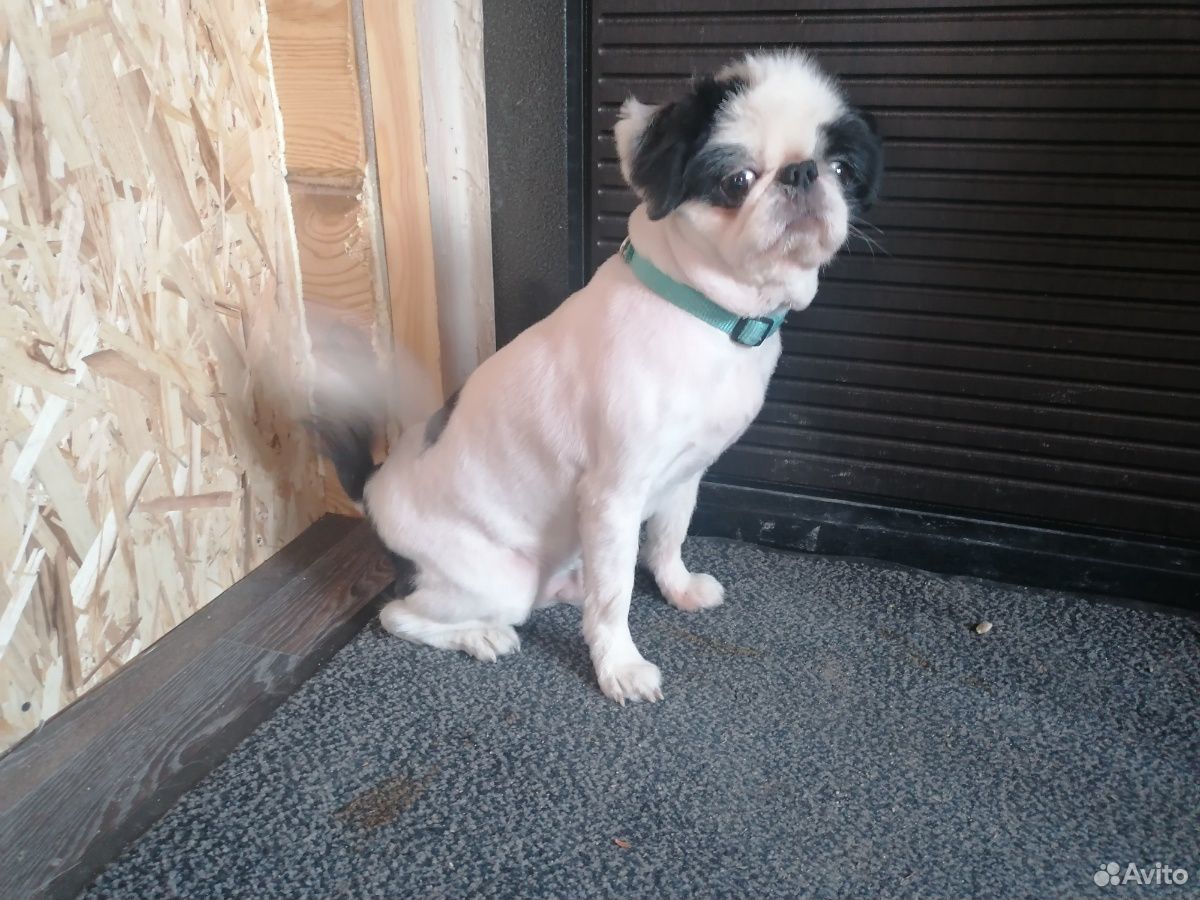 Японский хин в добрые руки