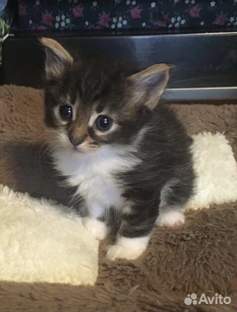 Котята