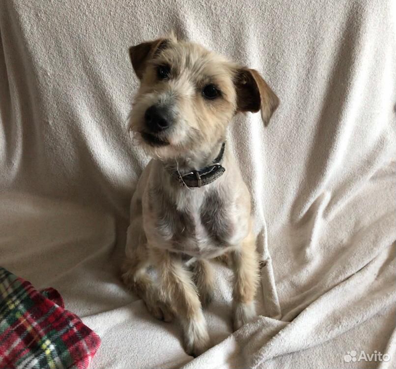 Фунтик ищет дом