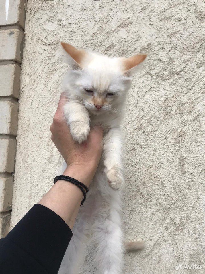 Котята
